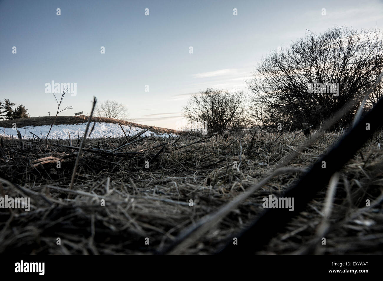 Reeds and tall grass in winter fallen on the ground in a tumbled mess ...