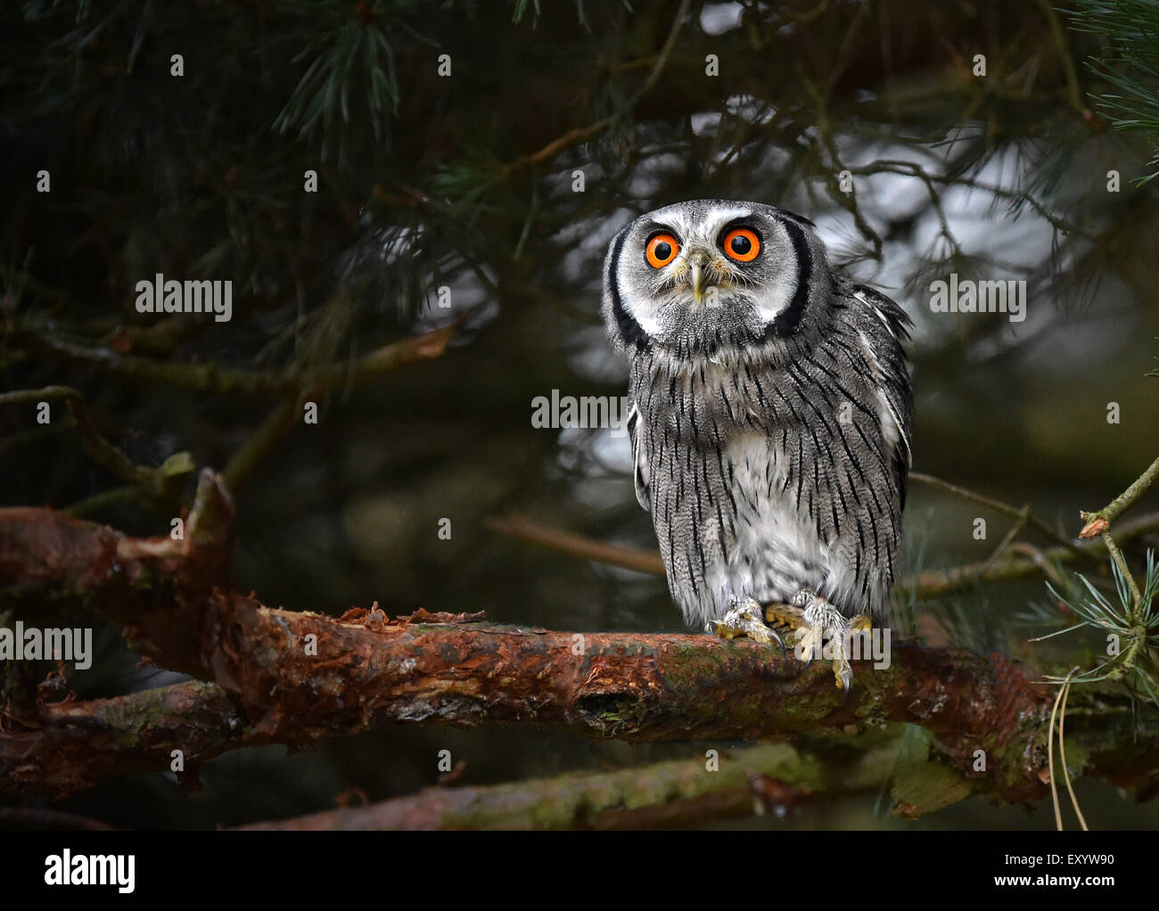 Scops Owl sitting an a branch staring into the distance. Close up of ...