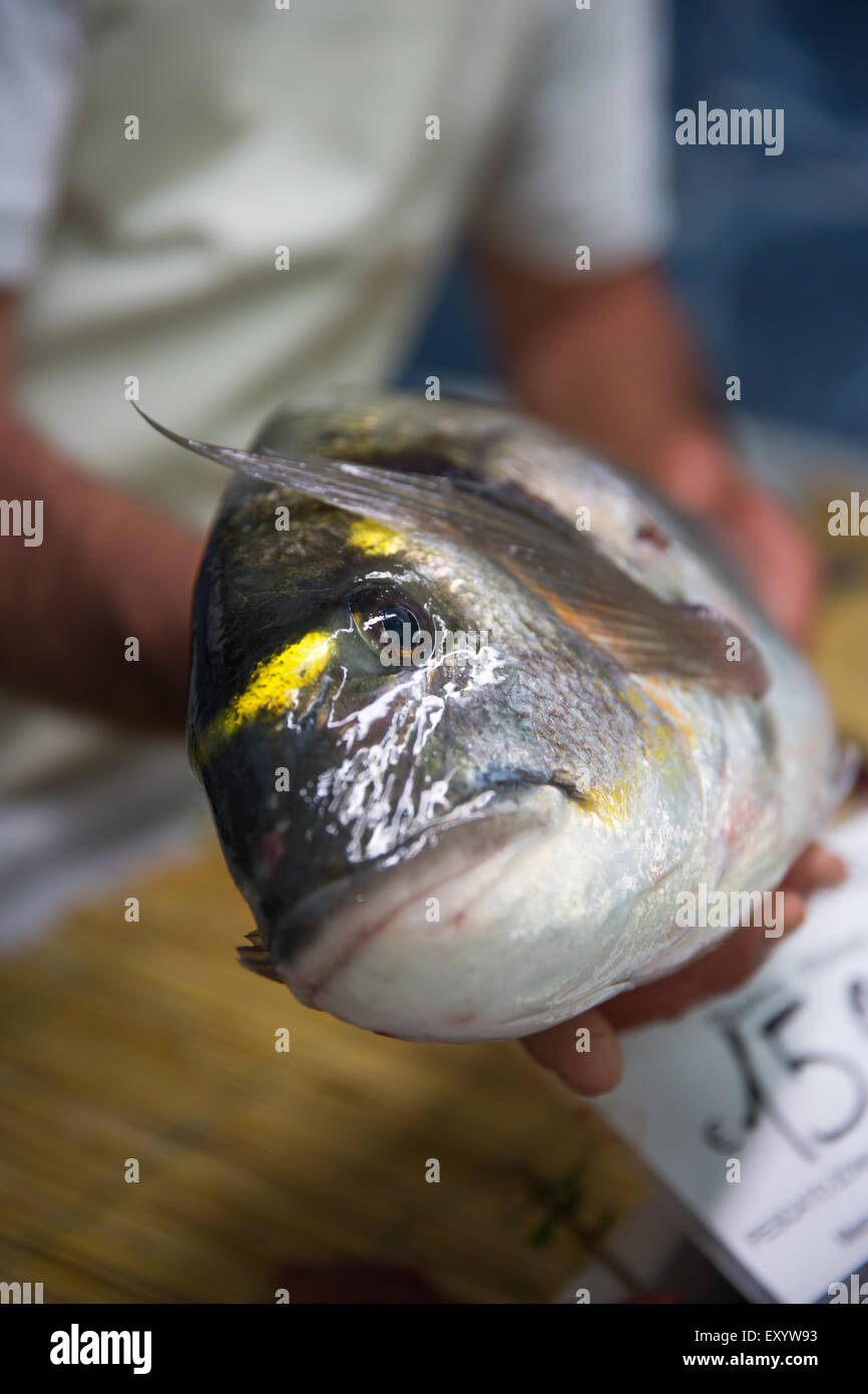 Big Bream High Resolution Stock Photography and Images - Alamy