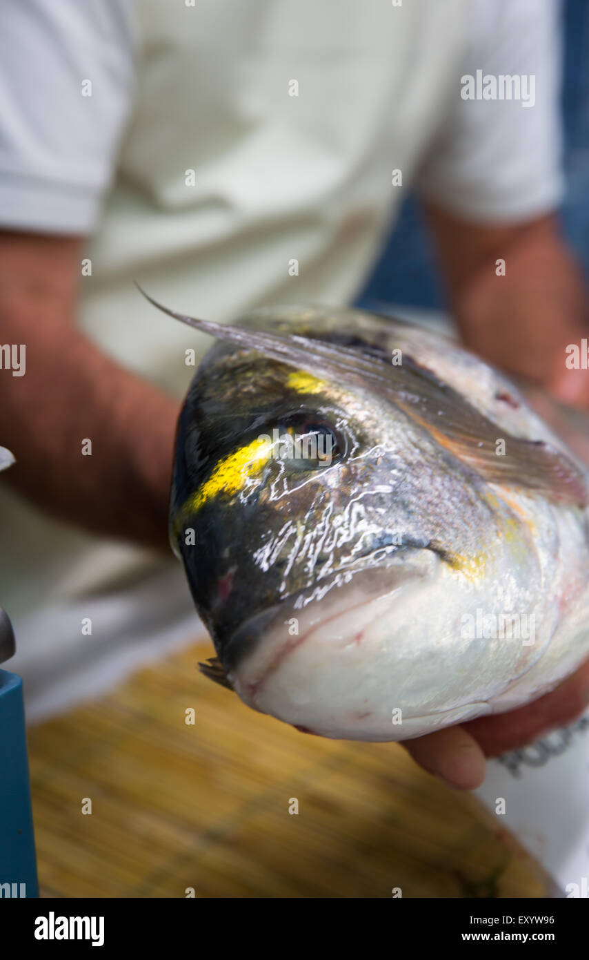 Big bream hi-res stock photography and images - Alamy