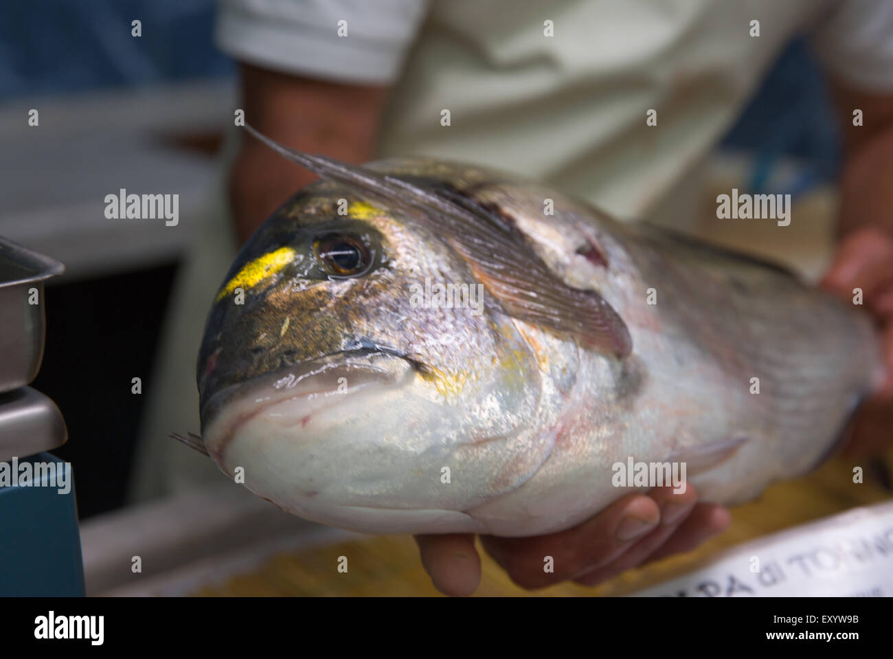 Fisherman with a big sea bream Stock Photo - Alamy