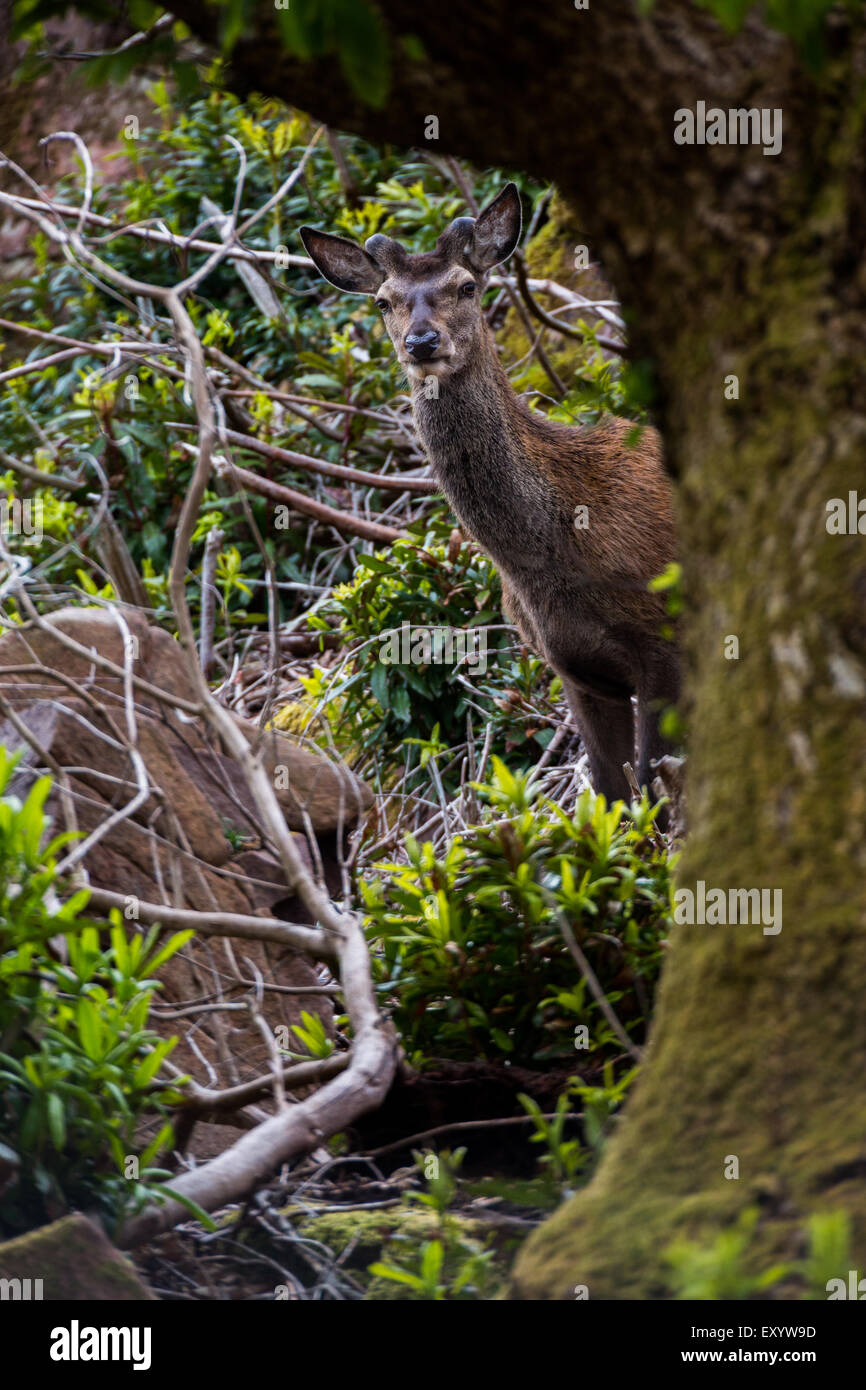 Red Deer near Torridon, Scotland Stock Photo - Alamy