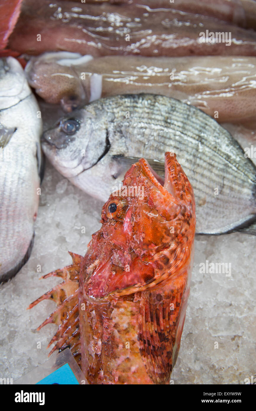 Saltwater Fishes Food Fishes High Resolution Stock Photography and ...