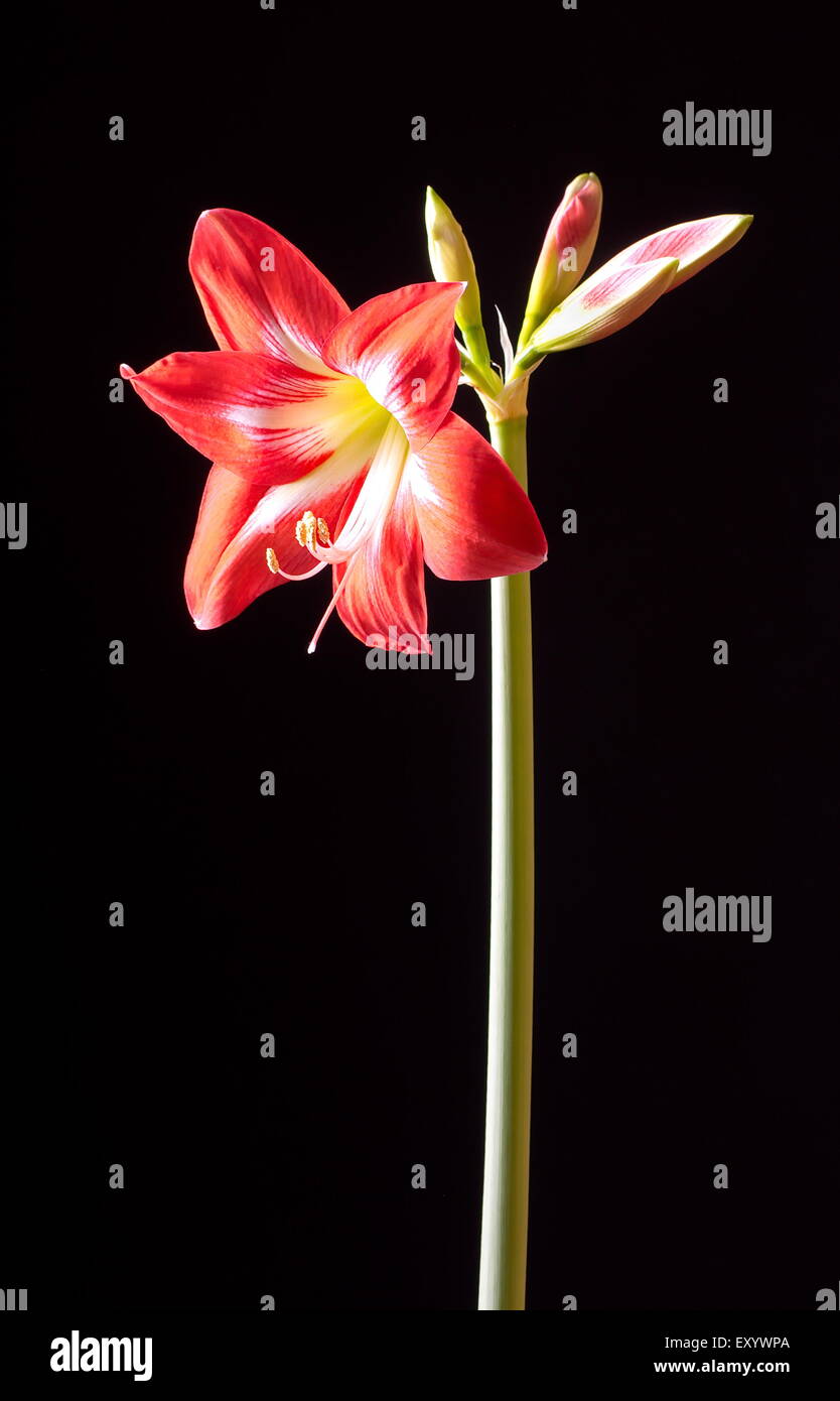 Red amarilis flower Stock Photo - Alamy