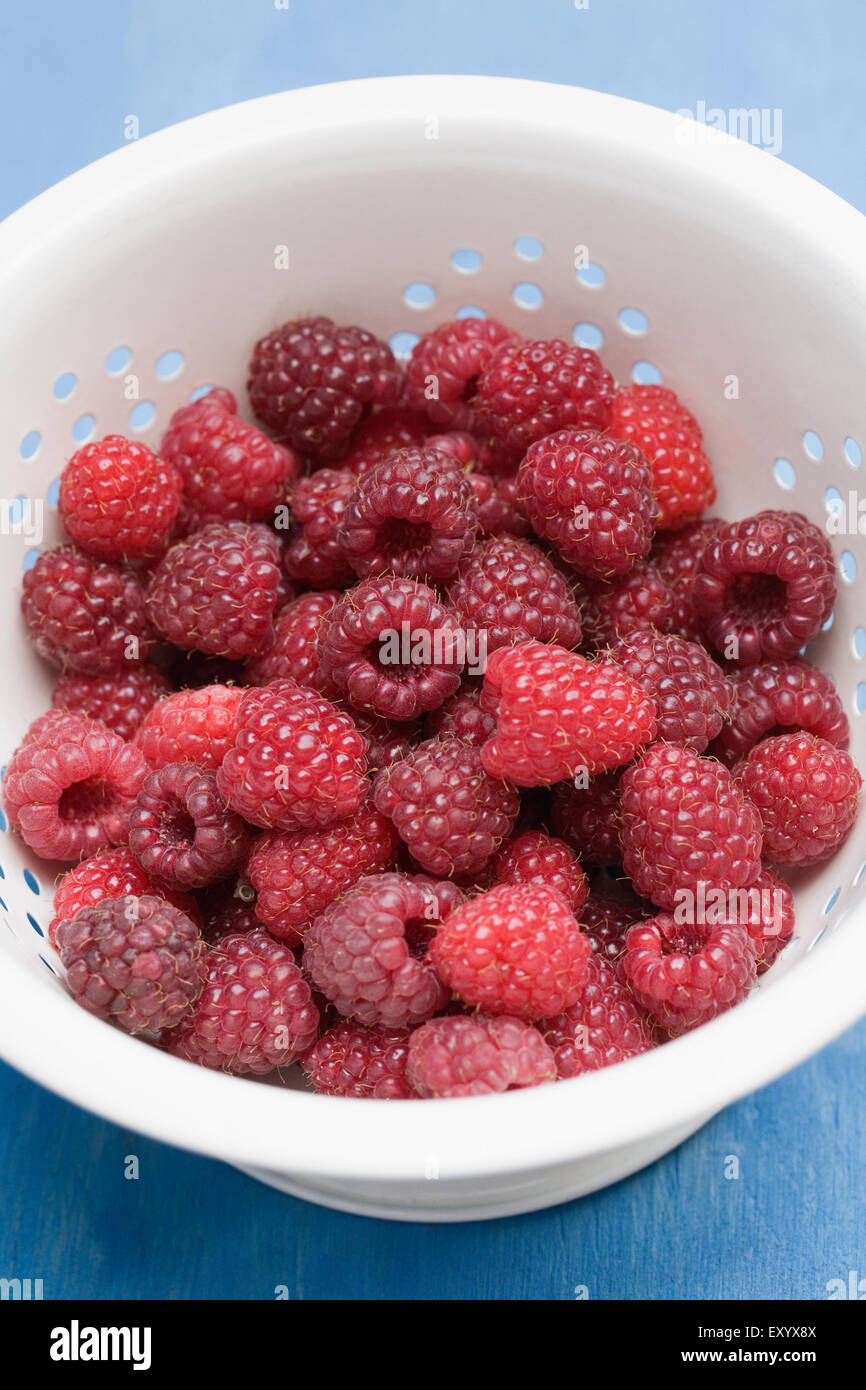 Rubus idaeus "Autumn Bliss". Freshly picked red berries in a colander ...
