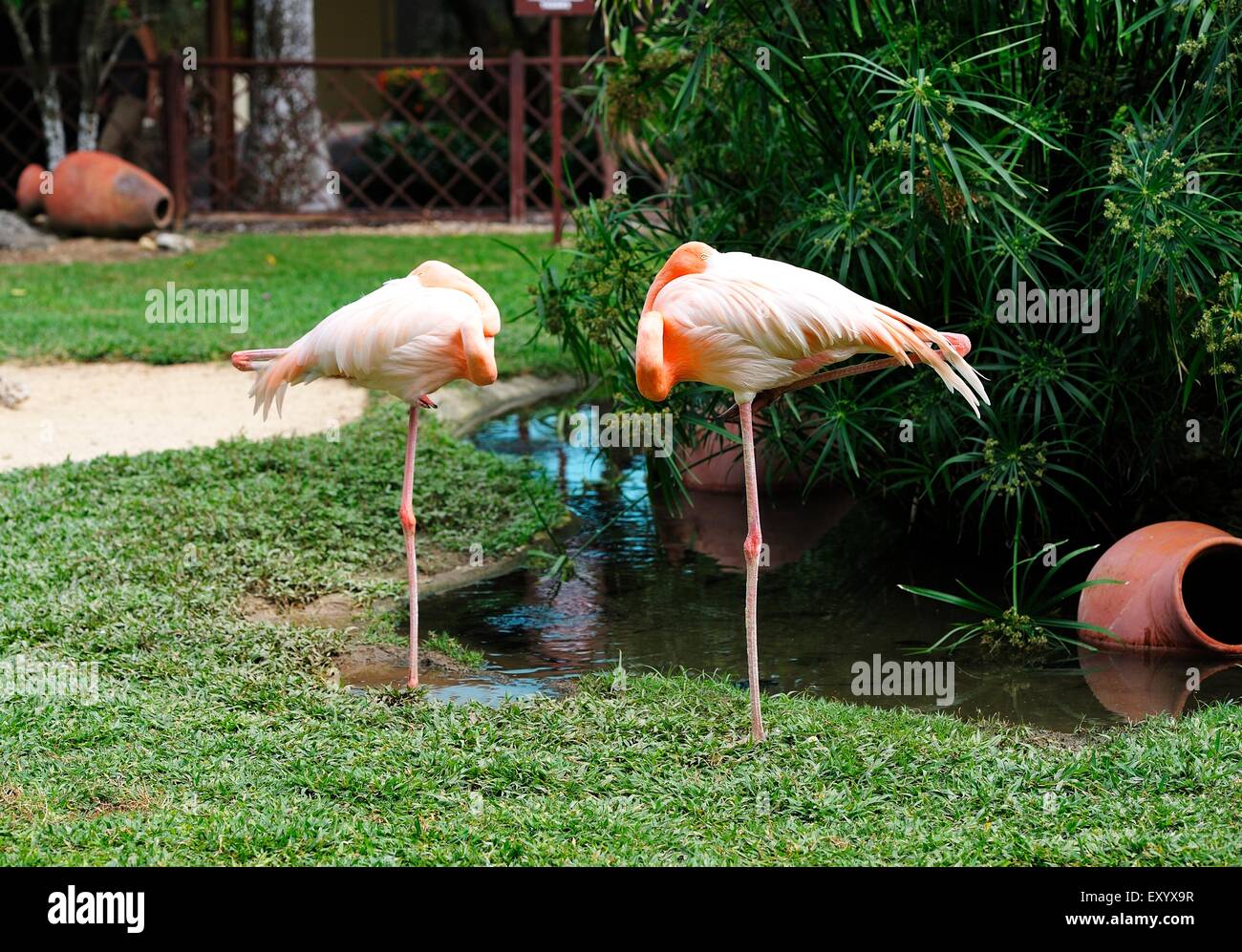 Flamingo asleep hi-res stock photography and images - Alamy