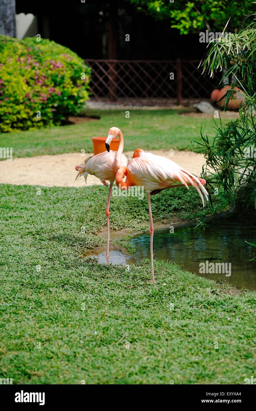 Two pink flamingo pool hi-res stock photography and images - Alamy