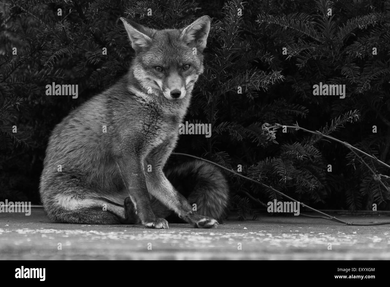 A city fox waking up on top of a garden shed shot in black and white ...