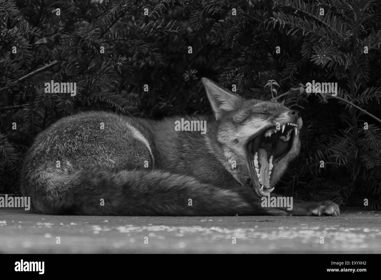 A city fox waking up on top of a garden shed shot in black and white ...