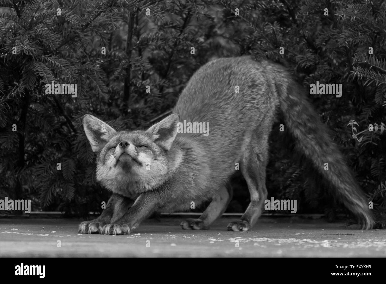 A city fox waking up on top of a garden shed shot in black and white ...