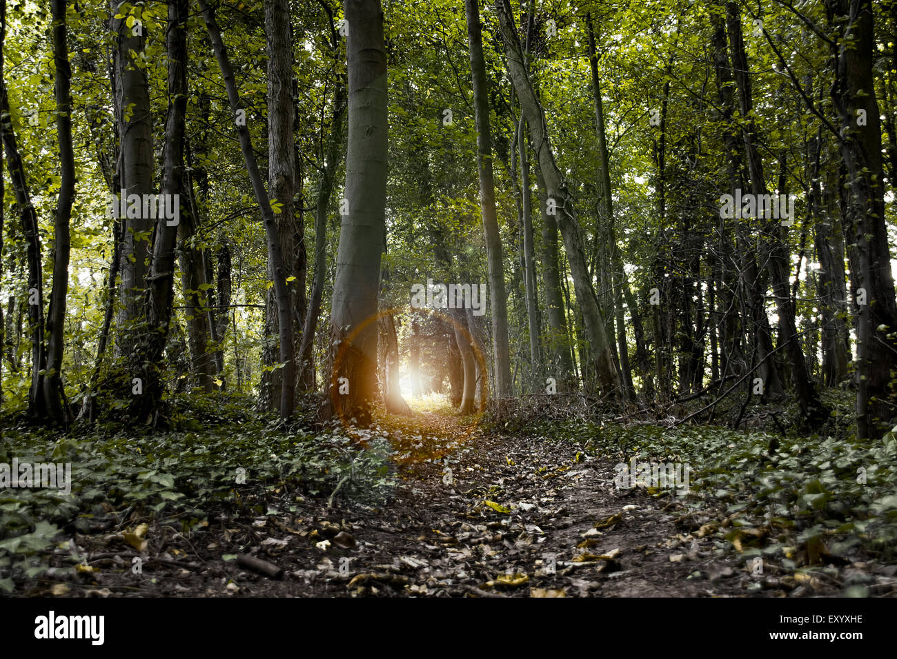 A low level image of a woodland with the sun glare adding focus, depth ...