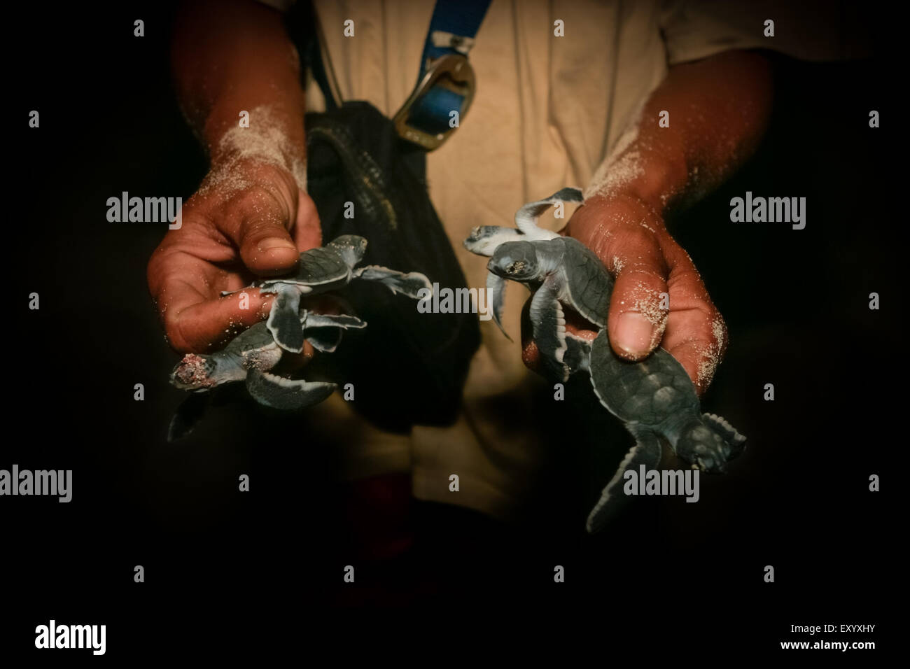 A voluntary conservation worker showing green sea turtle babies that ...