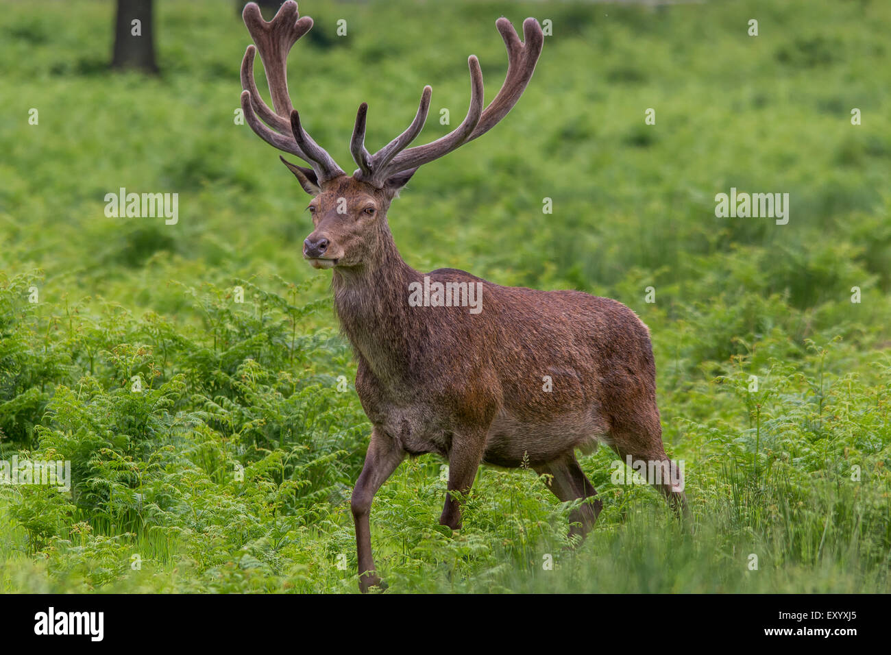 Dear stag store