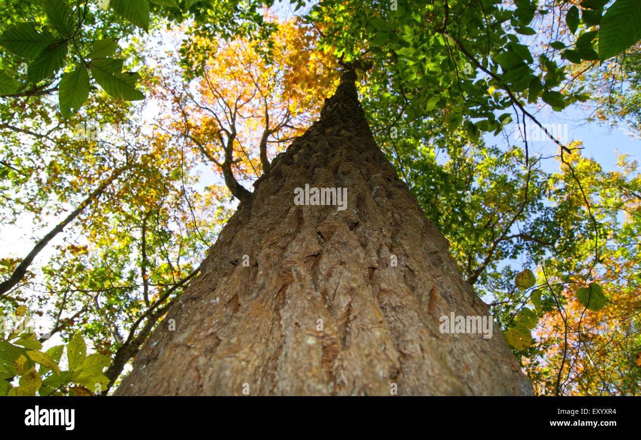 Hd wood texture hi-res stock photography and images - Alamy