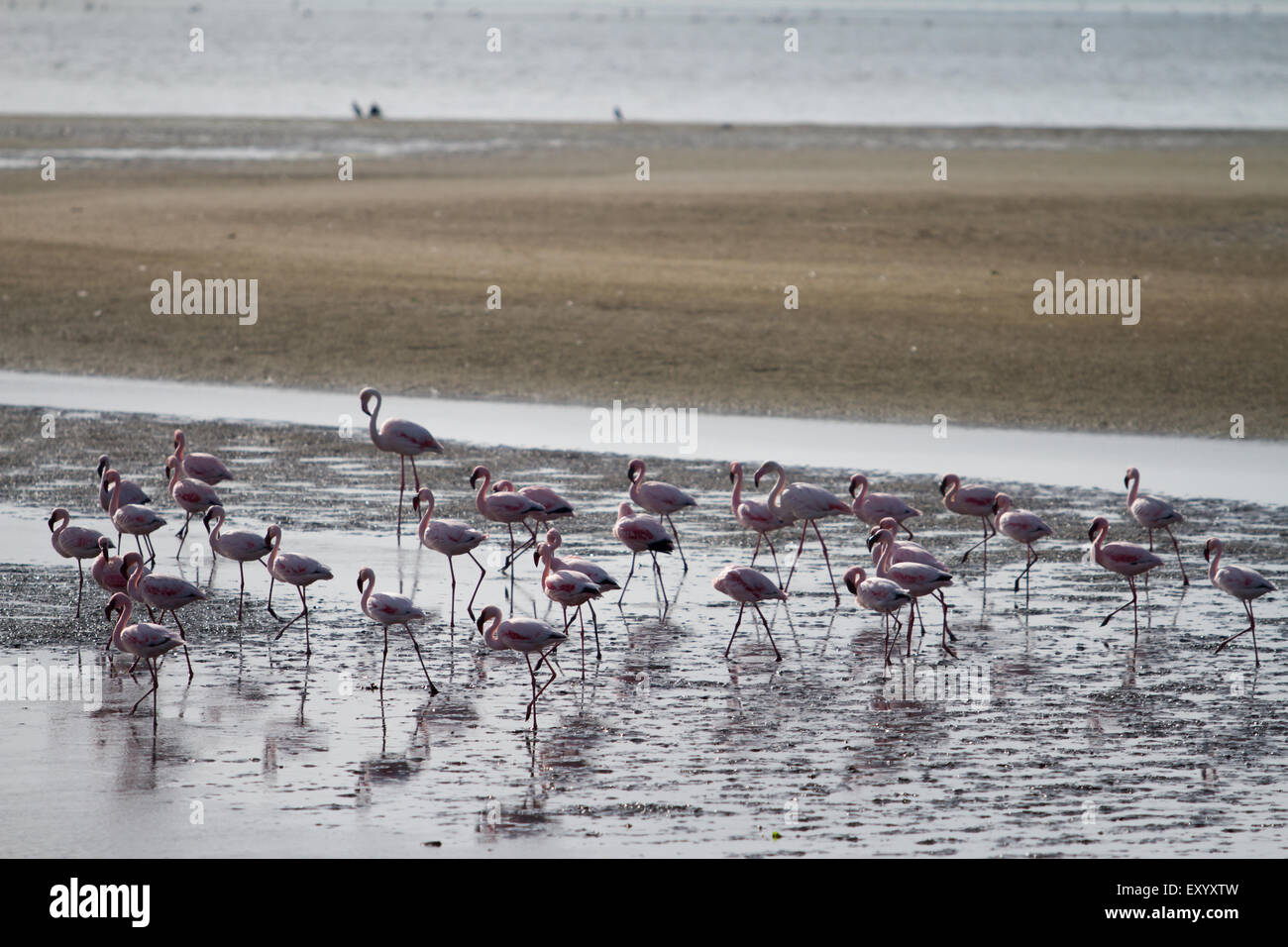 Some red flamingos in a namibian lagoa Stock Photo - Alamy