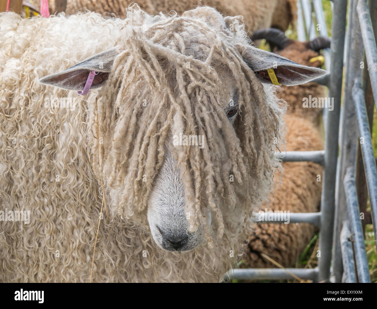 Rare breed sheep Stock Photo - Alamy