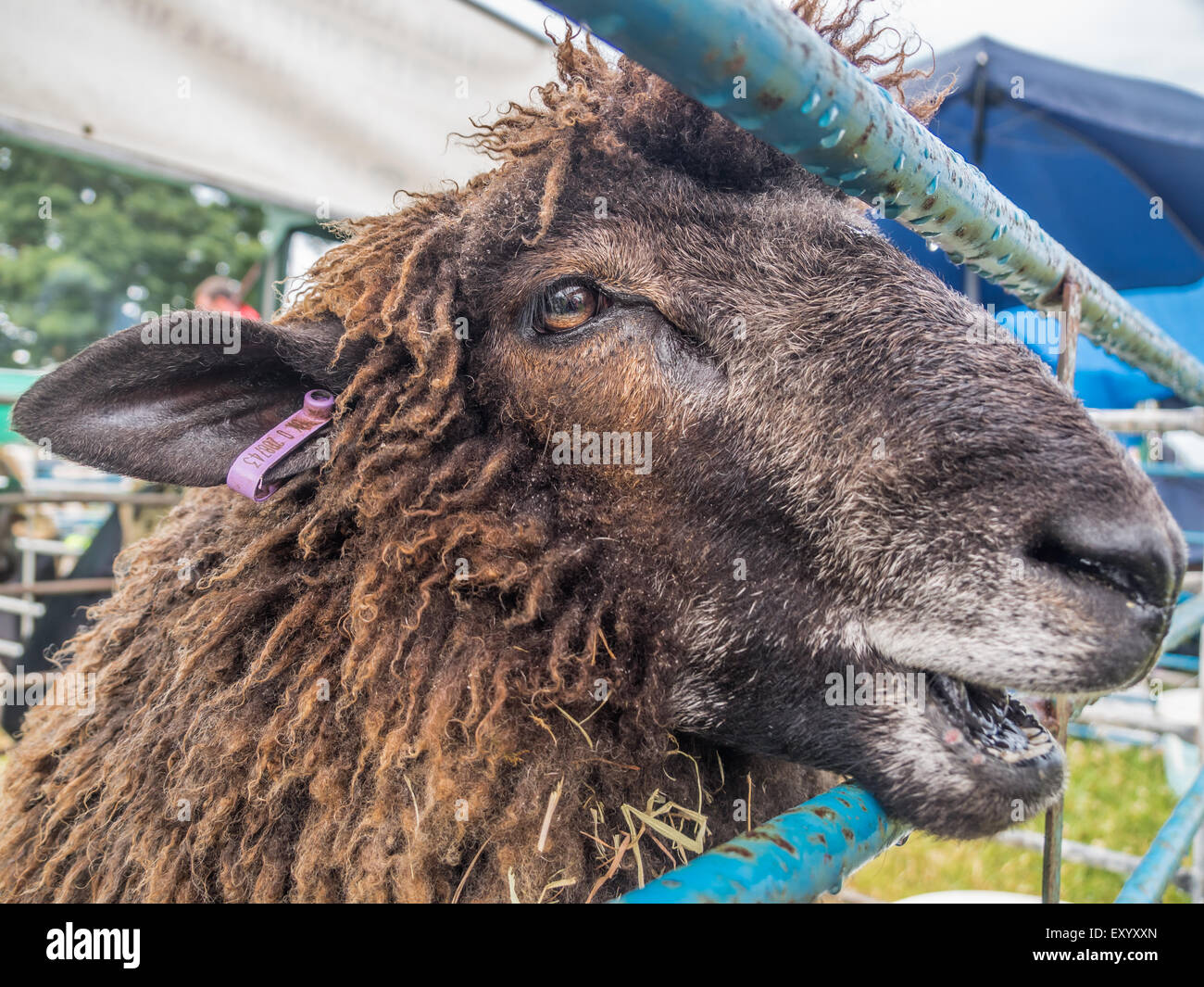 Rare breed sheep hi-res stock photography and images - Alamy
