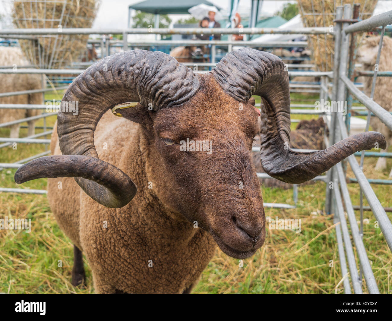 Rare breed sheep hi-res stock photography and images - Alamy