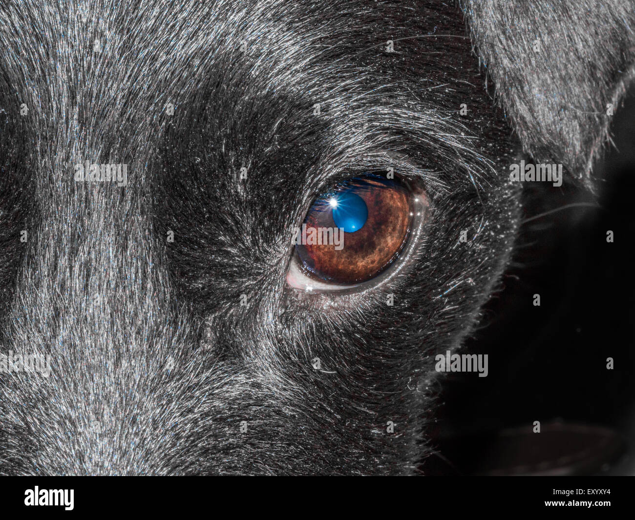 Dogs eye (close up Stock Photo - Alamy