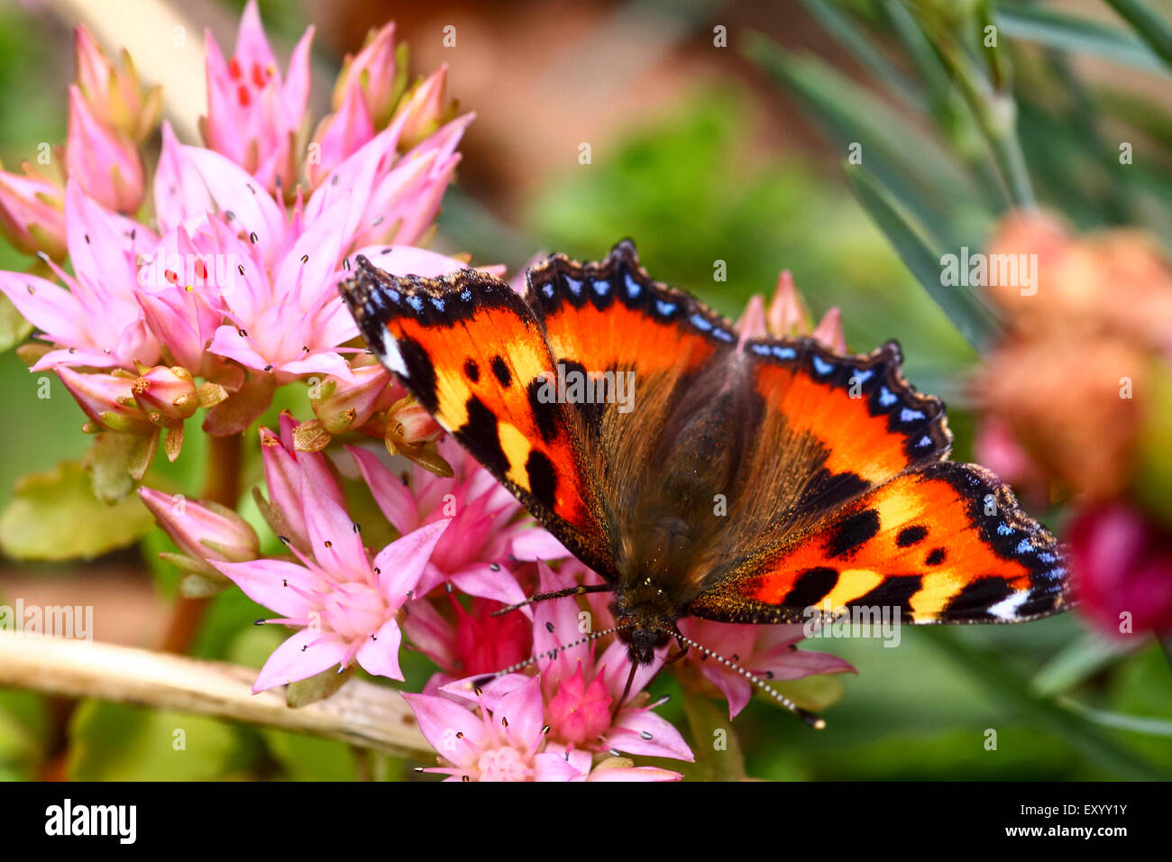 Big butterfly count hi-res stock photography and images - Alamy