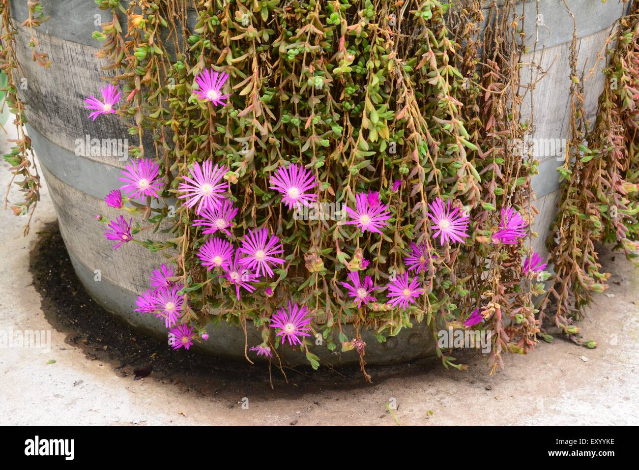 Pink Ice Plant High Resolution Stock Photography and Images - Alamy