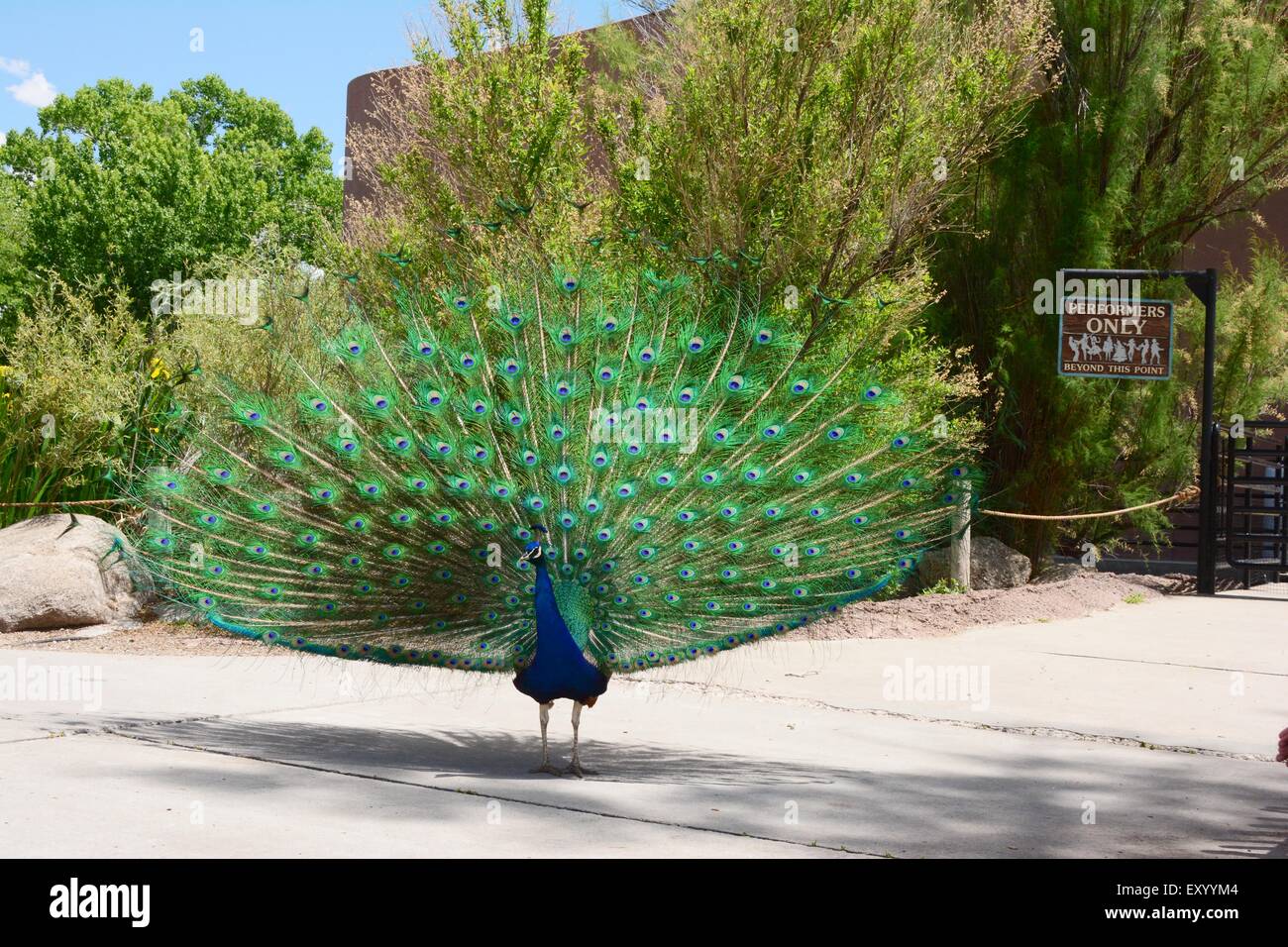 Peacock Strutting his stuff in front of "Performers Only" sign ...