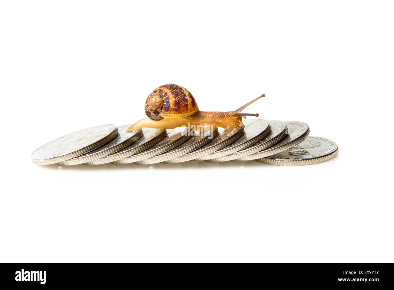 coins with snail, may suggest wealth and savings Stock Photo - Alamy