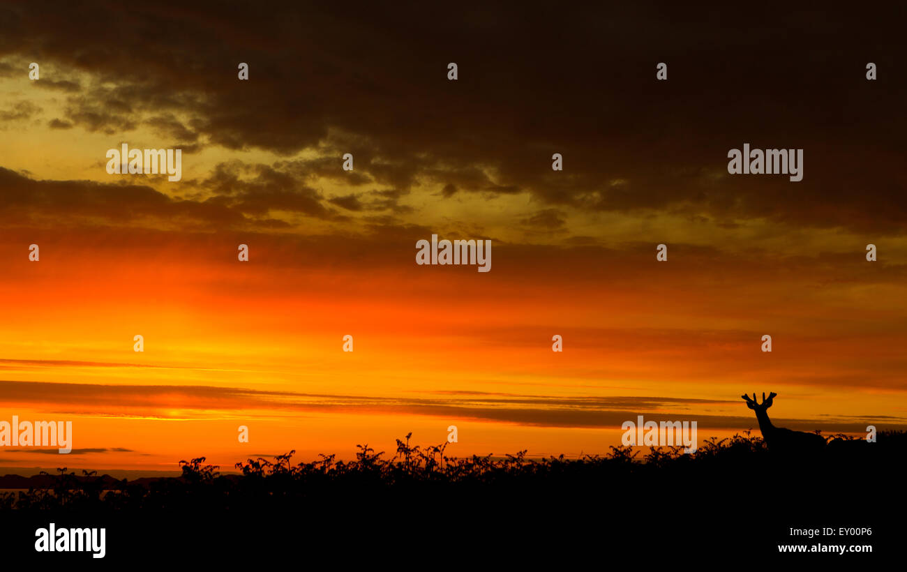 Red deer at sunset hi-res stock photography and images - Alamy