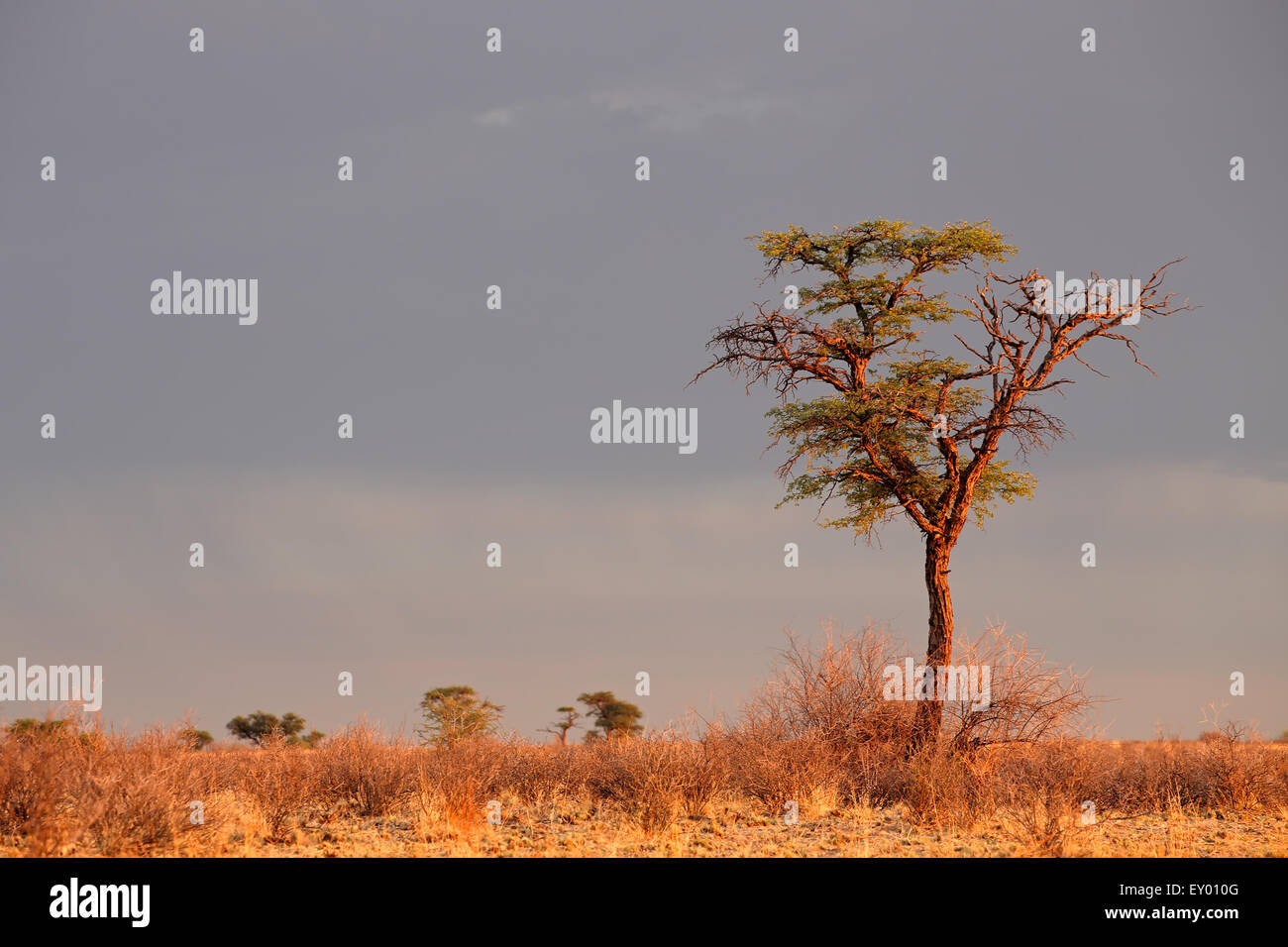 Landscape with a camelthorn Acacia tree (Acacia erioloba), Kalahari ...