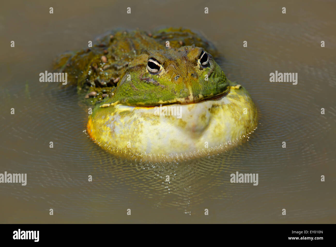 Male African giant bullfrog (Pyxicephalus adspersus) calling, South ...