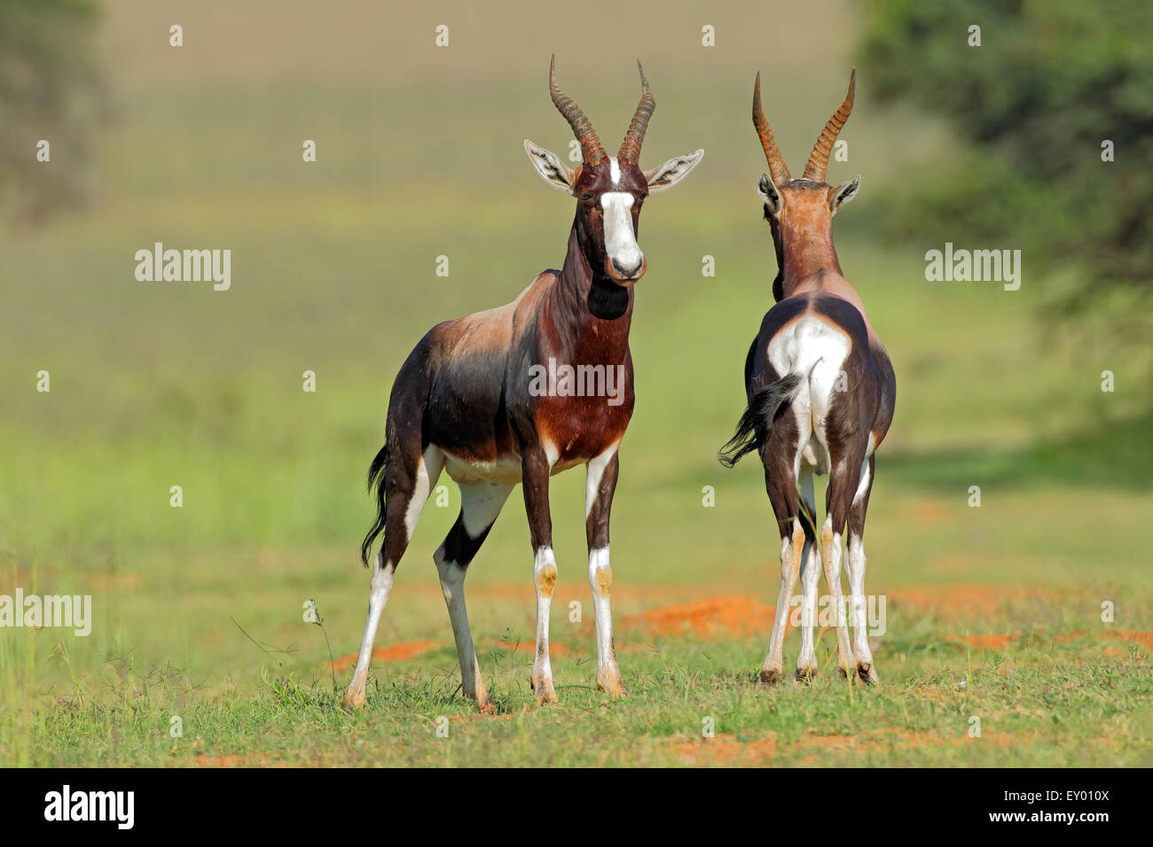 A pair of bontebok antelopes (Damaliscus pygargus dorcas), South Africa ...