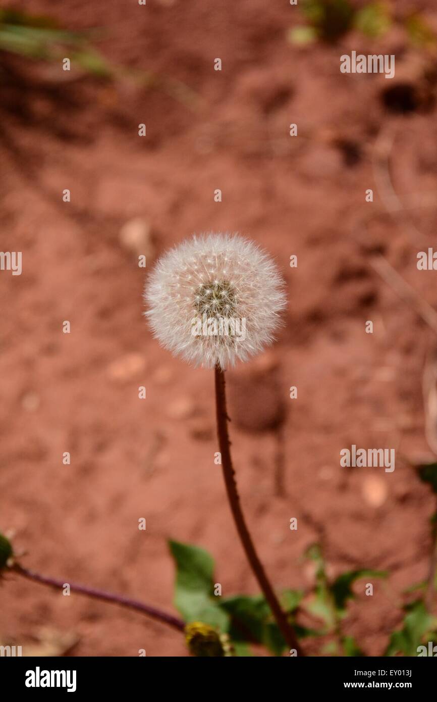 Seed ball hi-res stock photography and images - Alamy