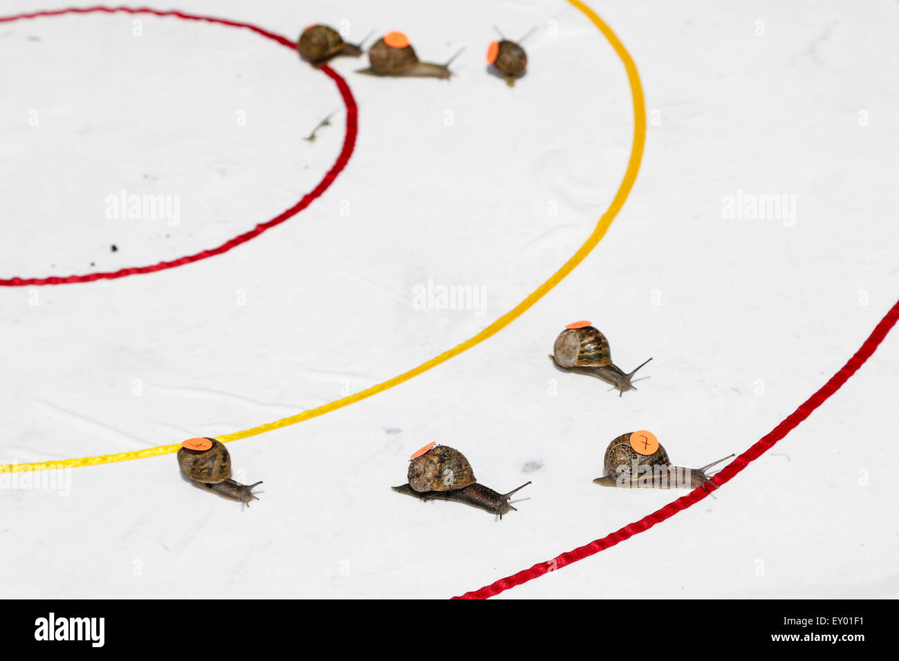 The world snail racing championships hi-res stock photography and ...