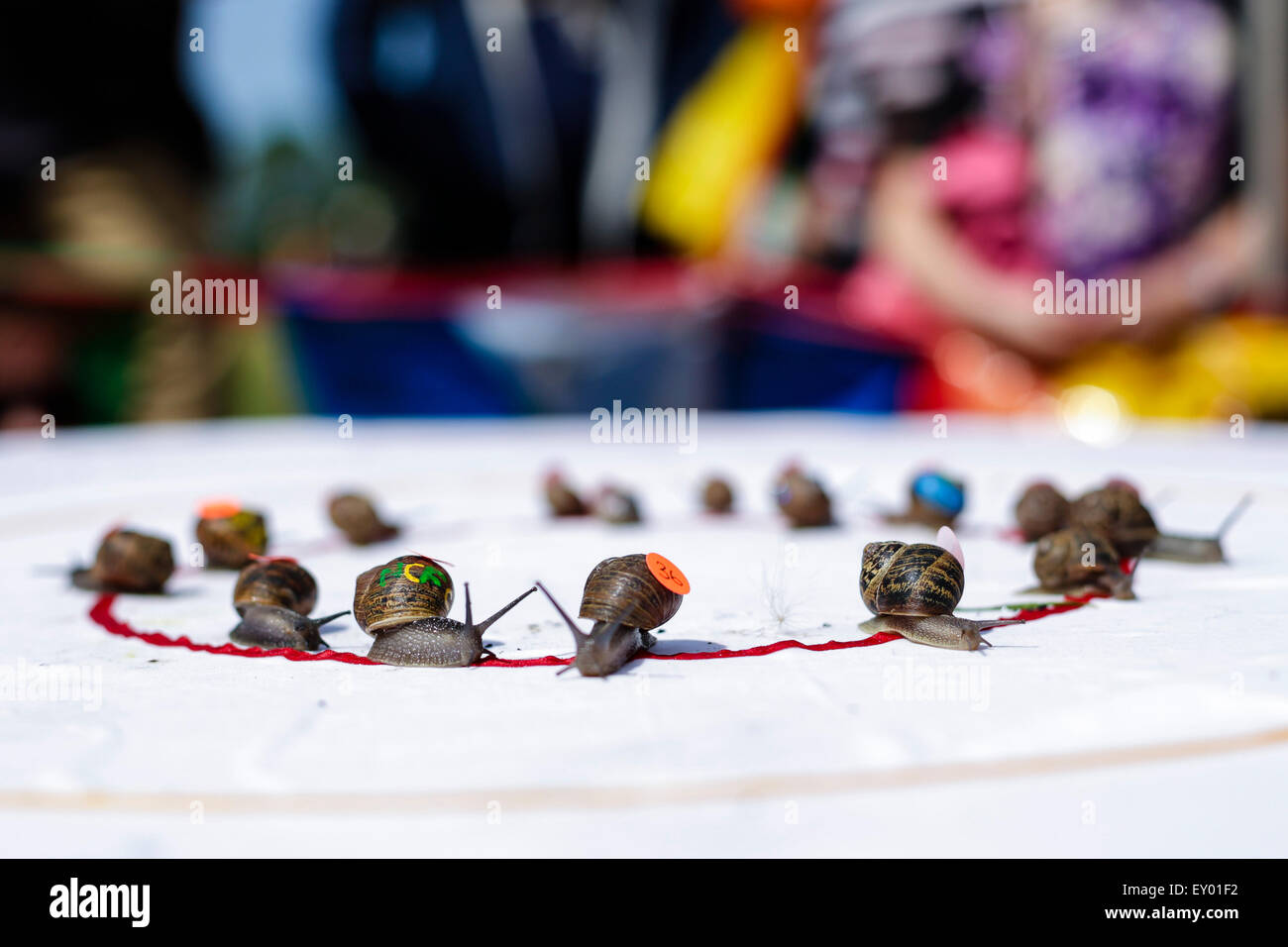 Congham, Norfolk, UK. 18th July, 2015. The World Snail Racing ...