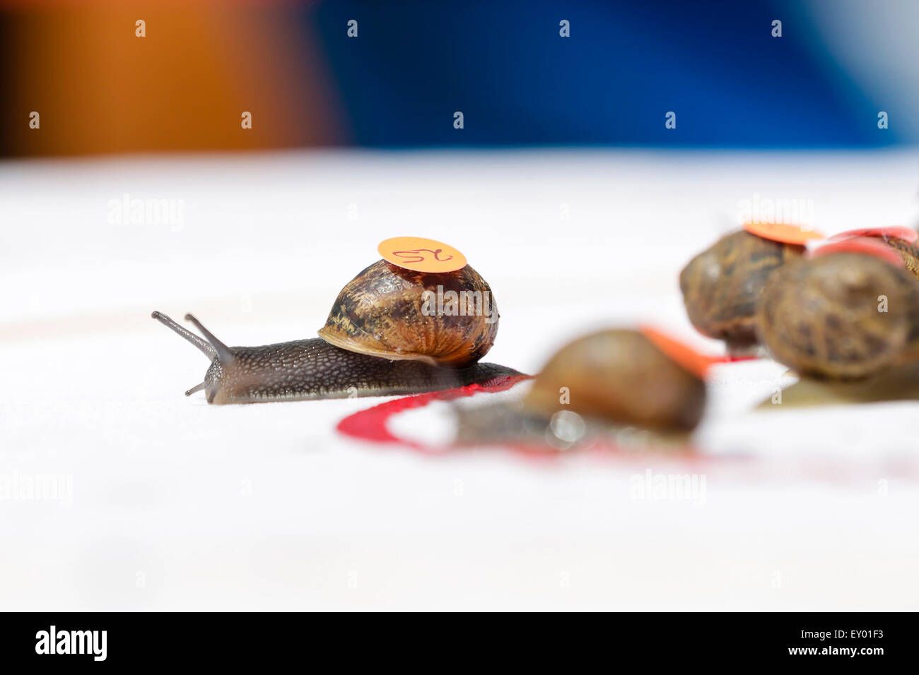 World snail racing hi-res stock photography and images - Alamy
