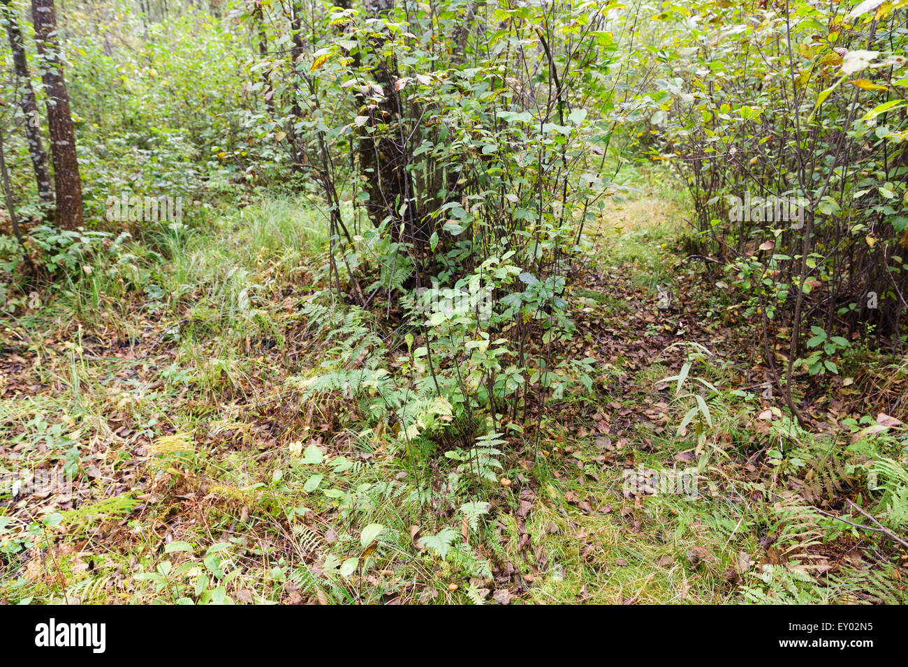 powerful trees growing in dark depth Stock Photo - Alamy