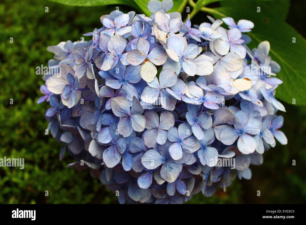 Bright vivid flowers Stock Photo - Alamy