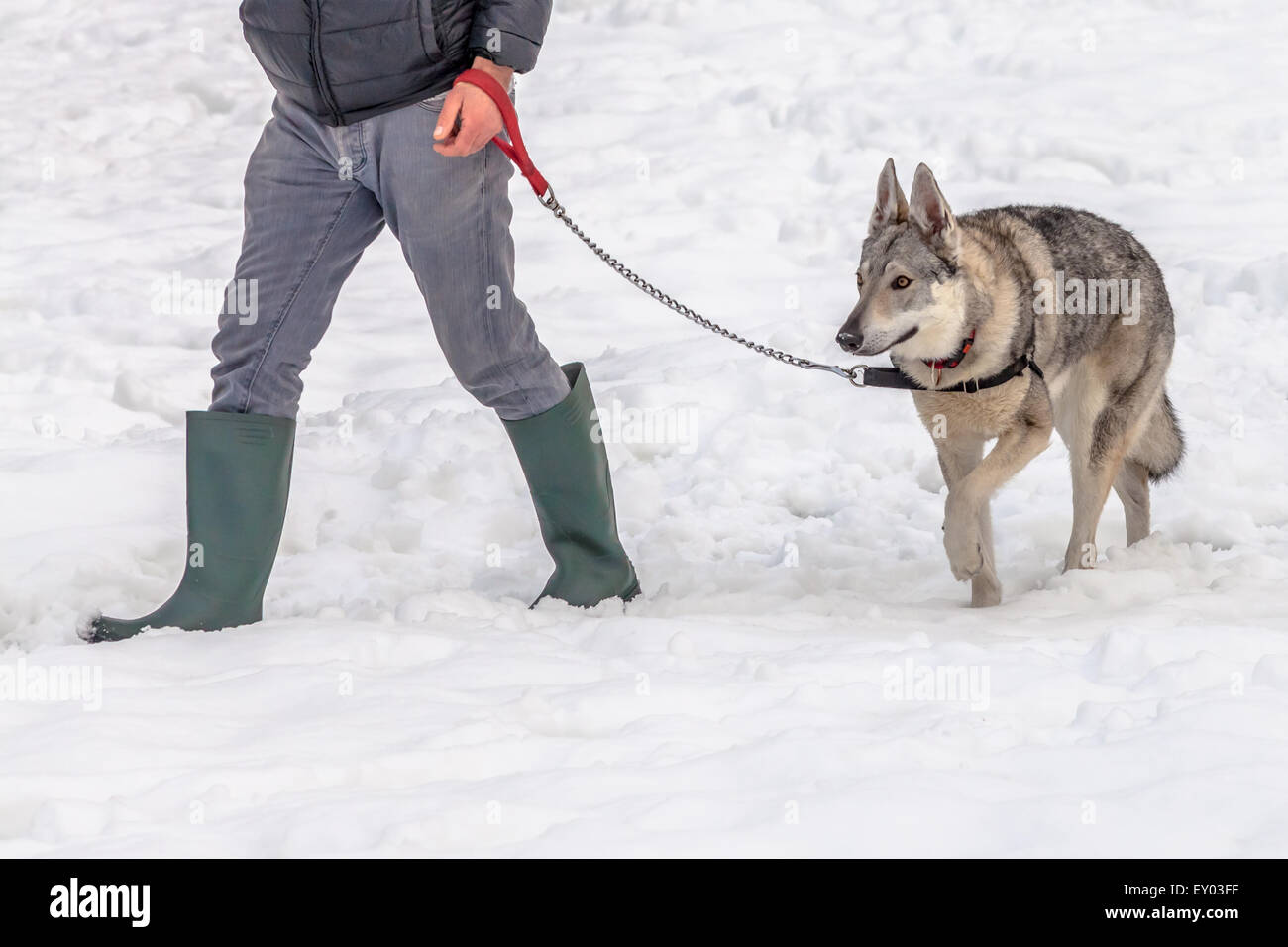 Walking with dog Stock Photo - Alamy