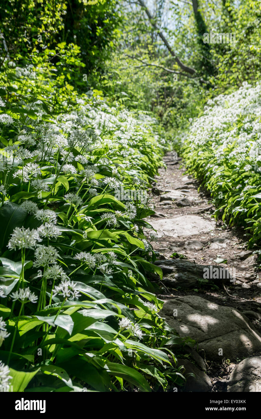 Ramsons Allium ursinum wild garlic Stock Photo - Alamy