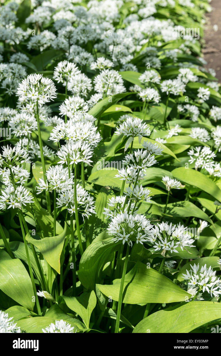 Ramsons Allium ursinum wild garlic Stock Photo - Alamy