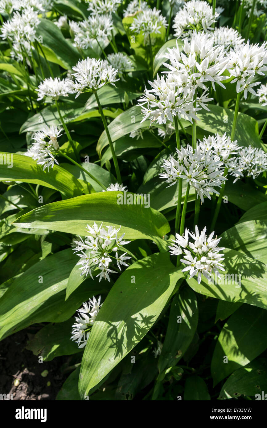 Ramsons Allium ursinum wild garlic Stock Photo - Alamy