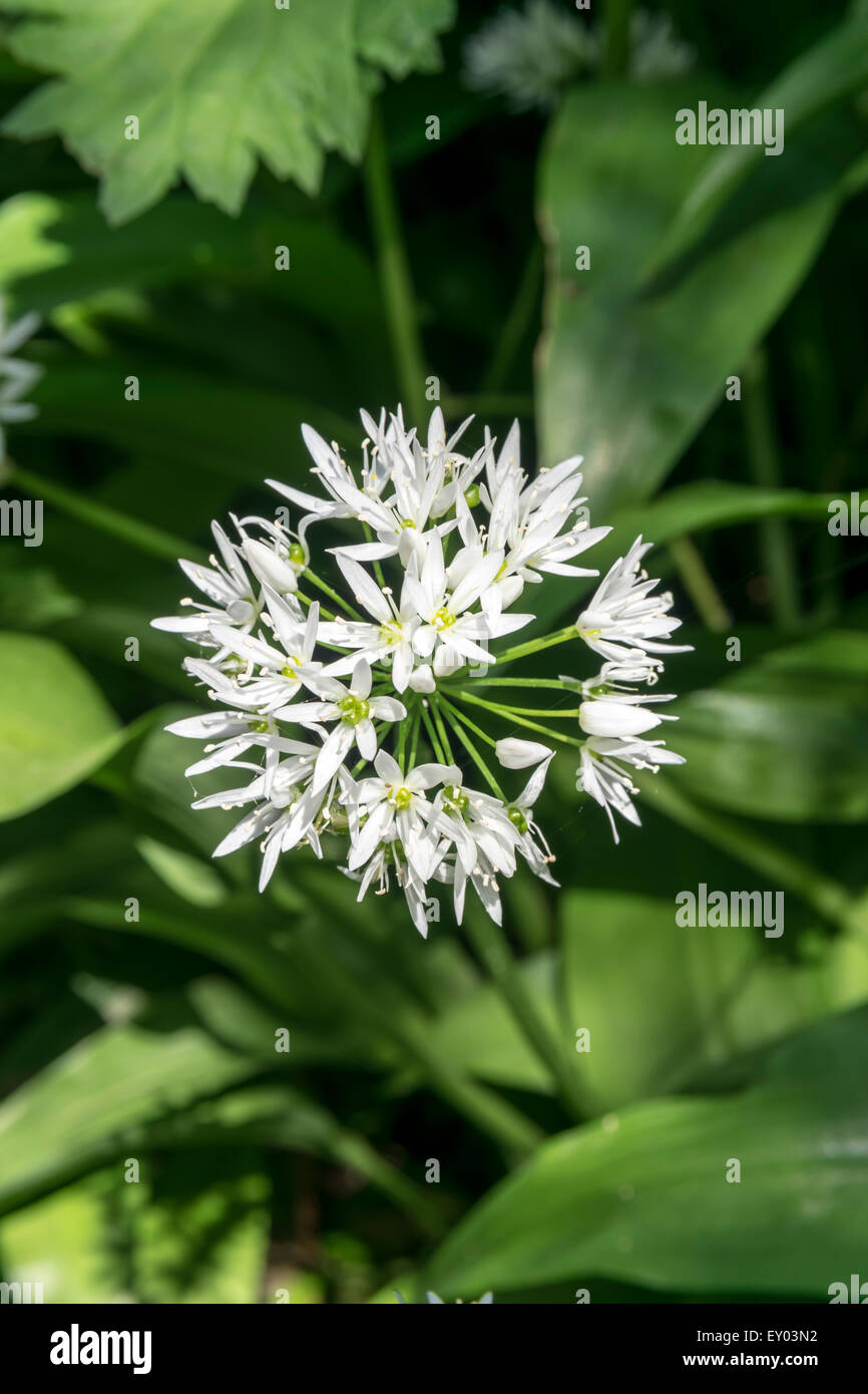 Ramsons Allium ursinum wild garlic Stock Photo - Alamy