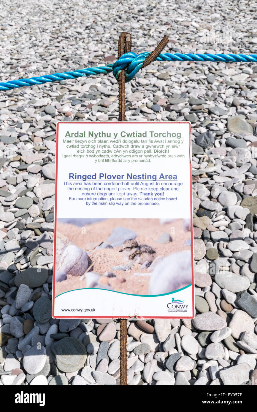 Ringed Plover nesting area on Pensarn beach in North Wales UK Stock ...