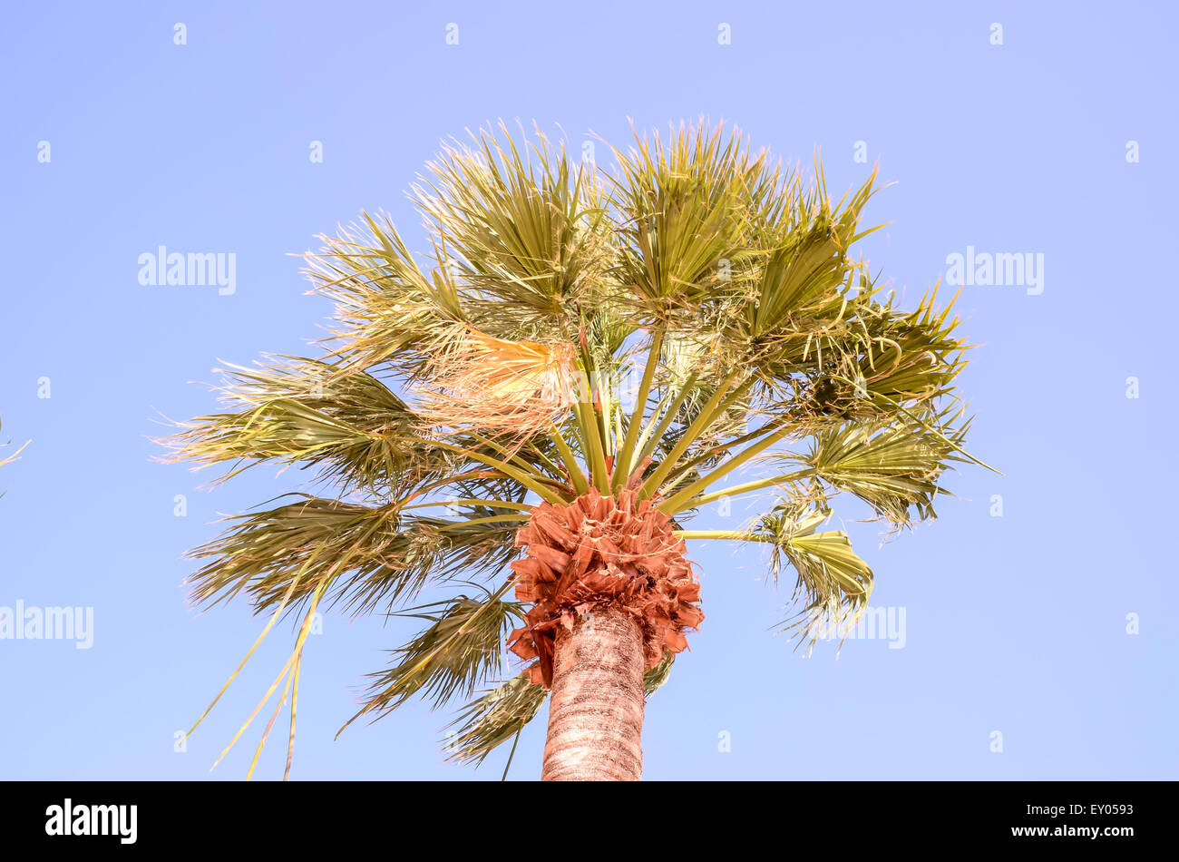 Green Palm Canarian Tree Stock Photo - Alamy