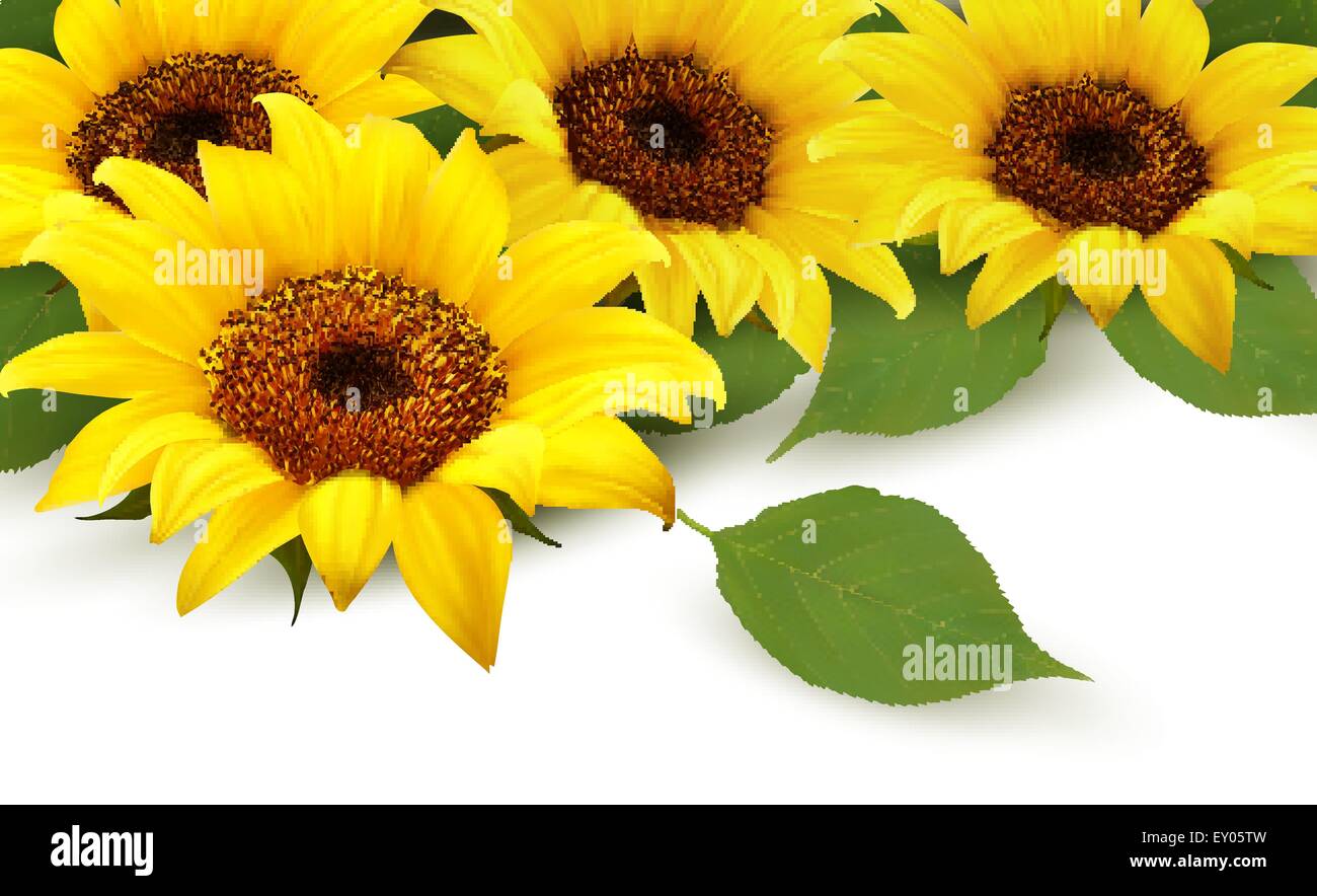 Sunflowers Background With Sunflower And Leaves. Vector Stock Vector ...