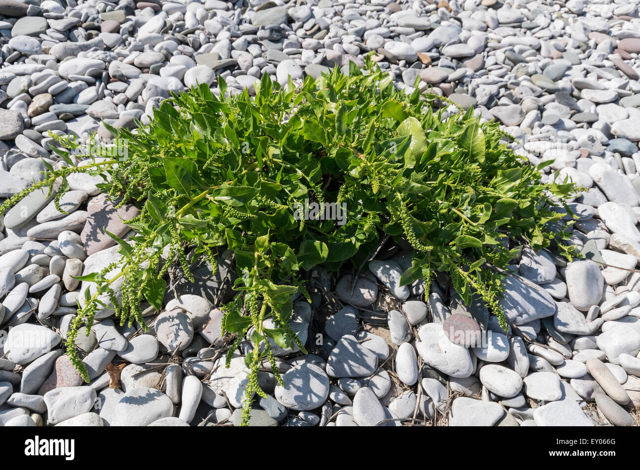 Sea beet Beta vulgaris ssp. maritima growing on shingle beach North ...