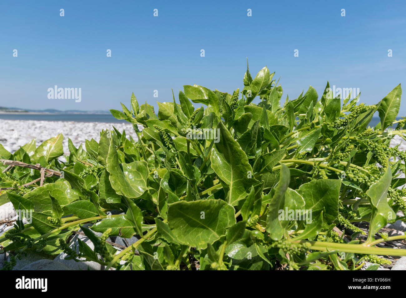 Sea beet Beta vulgaris ssp. maritima growing on shingle beach North ...