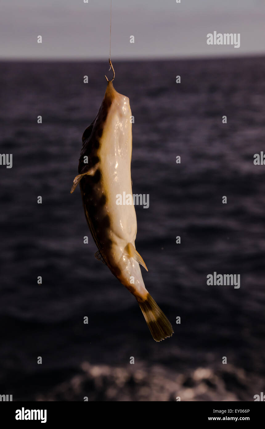 One Sea Fish Hooked Stock Photo - Alamy