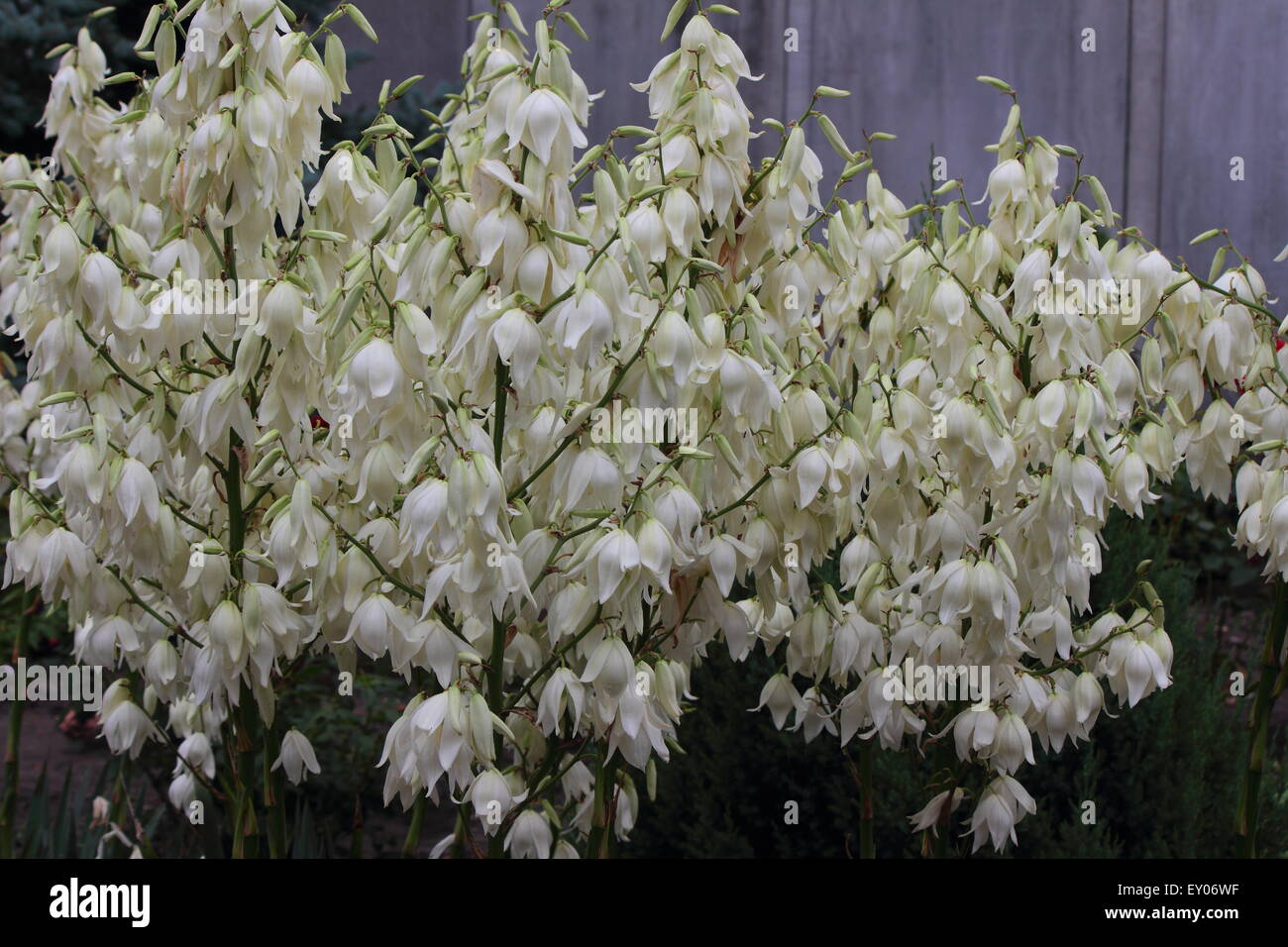 grow beautiful white flowers yucca Stock Photo - Alamy
