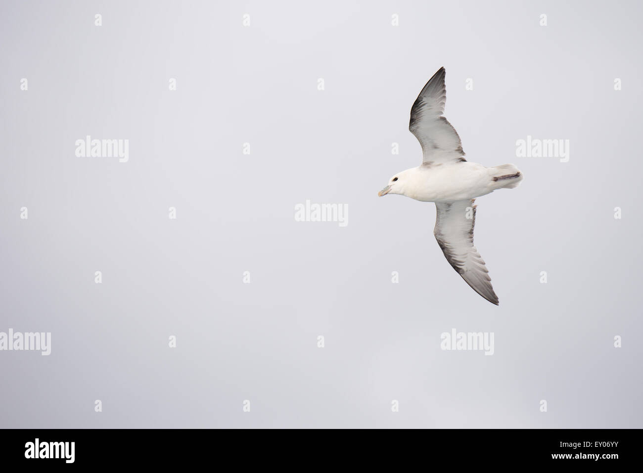 Northern fulmar, Fulmarus glacialis, flying and seen from below Stock ...